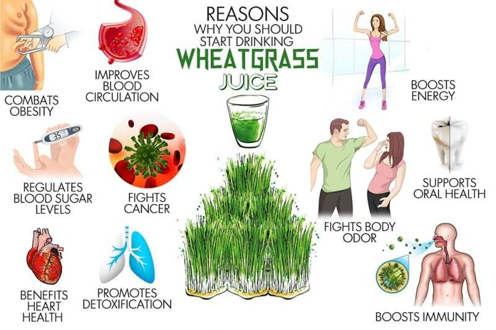 Wheatgrass Miracle – Feel N Cure